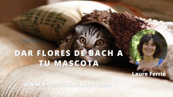 Dar Flores de Bach a tu mascota - Gotas de Flores